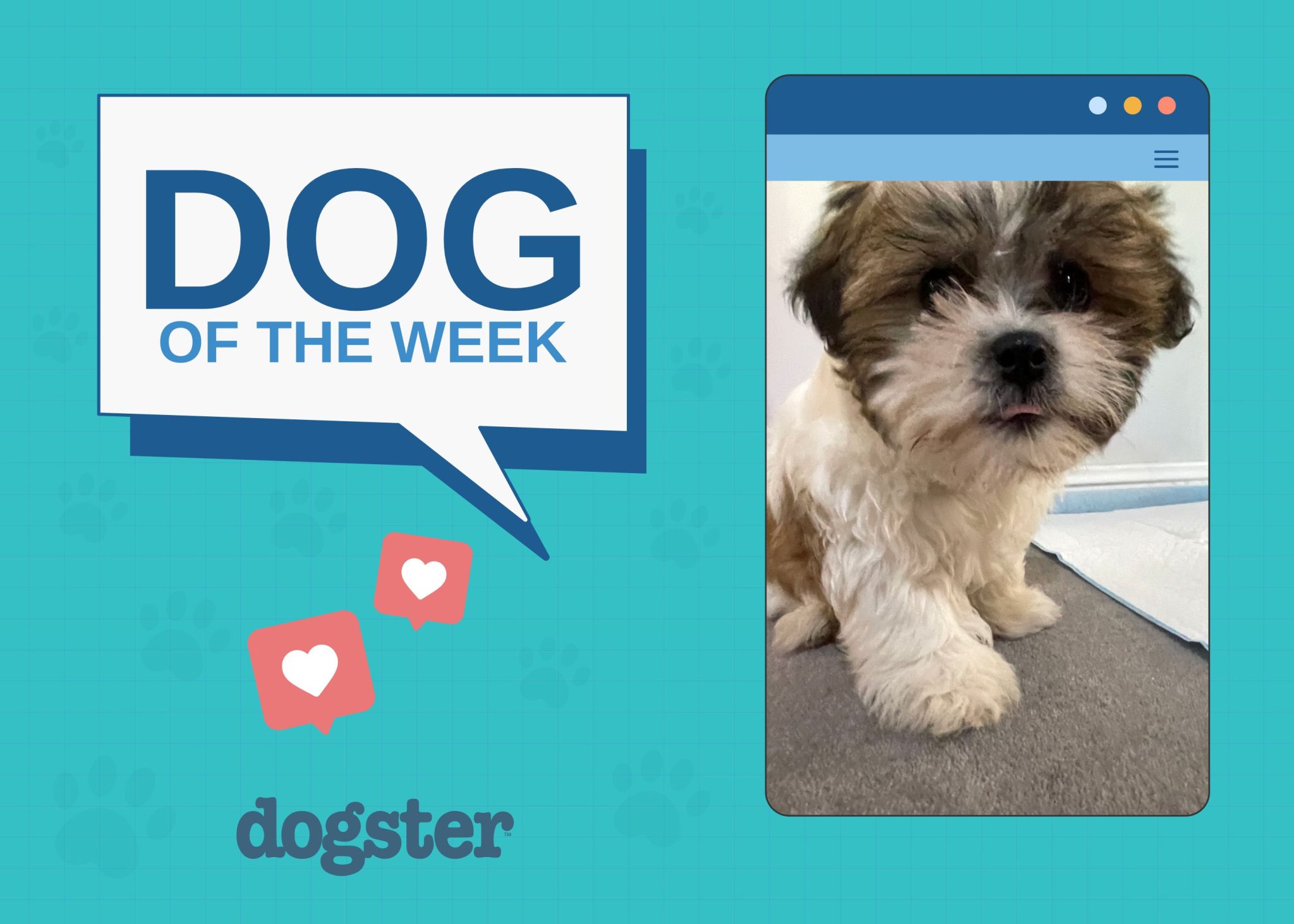2024 & 2025 Dogster Photo Contest Winners – Dogster