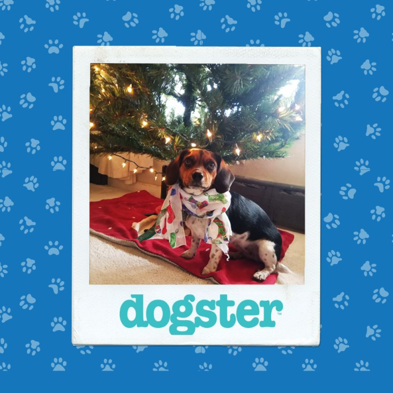 Dogster Photo Contest: Dogs of the Week Winners (December 18, 2025 ...