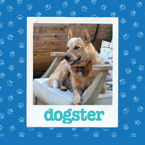 Dogster Photo Contest: Dogs of the Week Winners (December 11, 2025 ...
