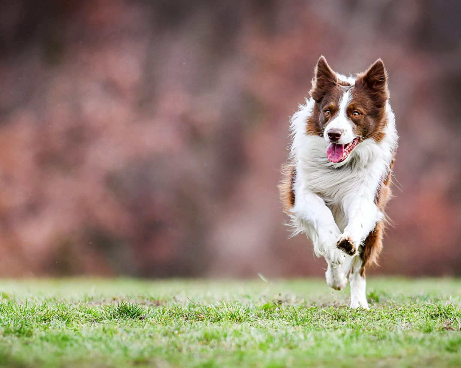 Spring Reset: What Dog Fence Should I Be Considering? A Complete Guide ...