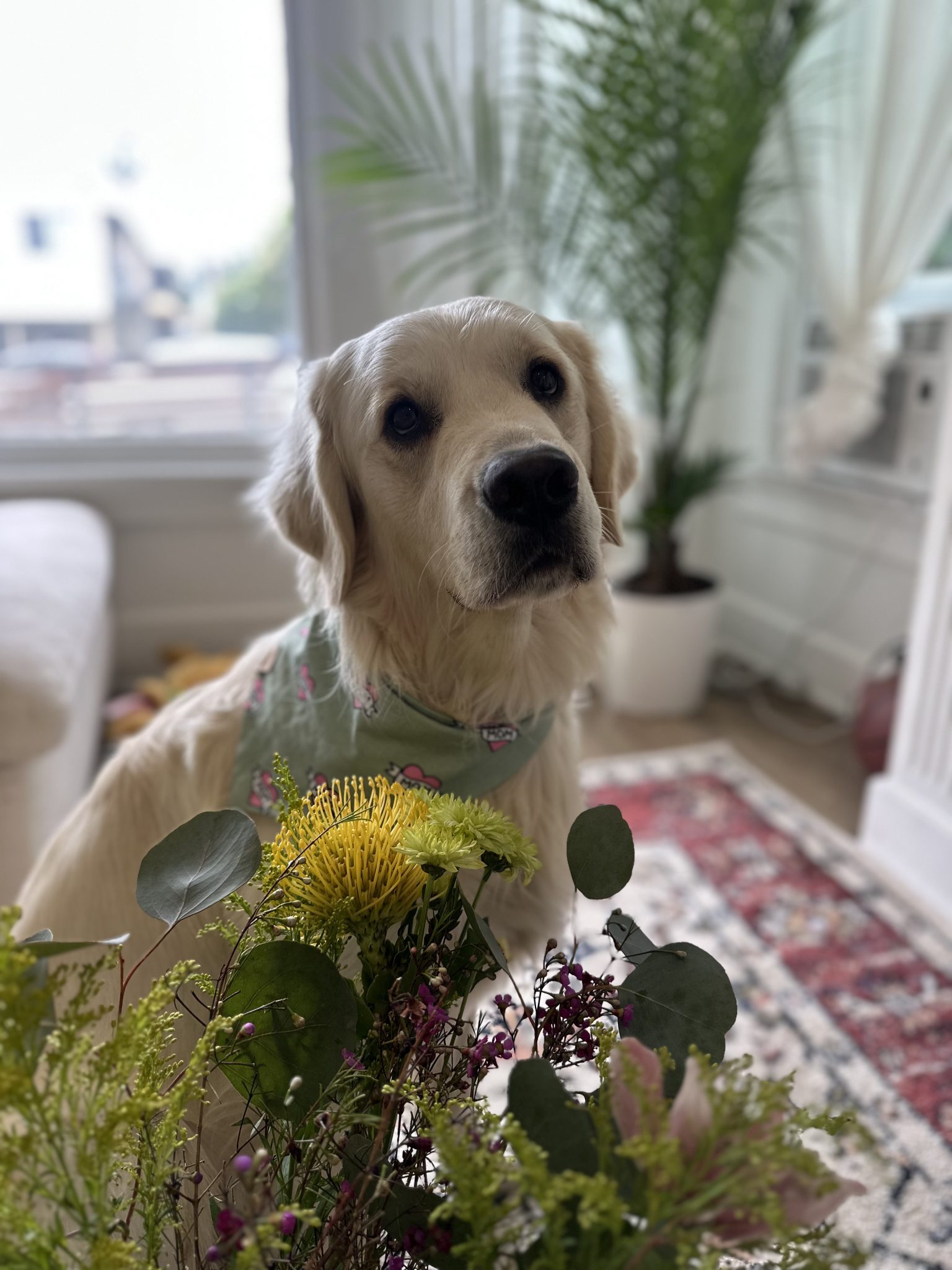 Meet Chilaquil: The Golden Retriever Making the Internet Smile – Dogster