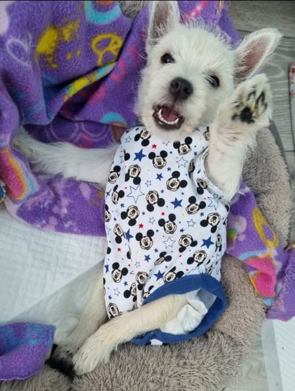 Pumpkin the Wheelie Dog’s Story – A Journey of Love, Strength & Hope ...